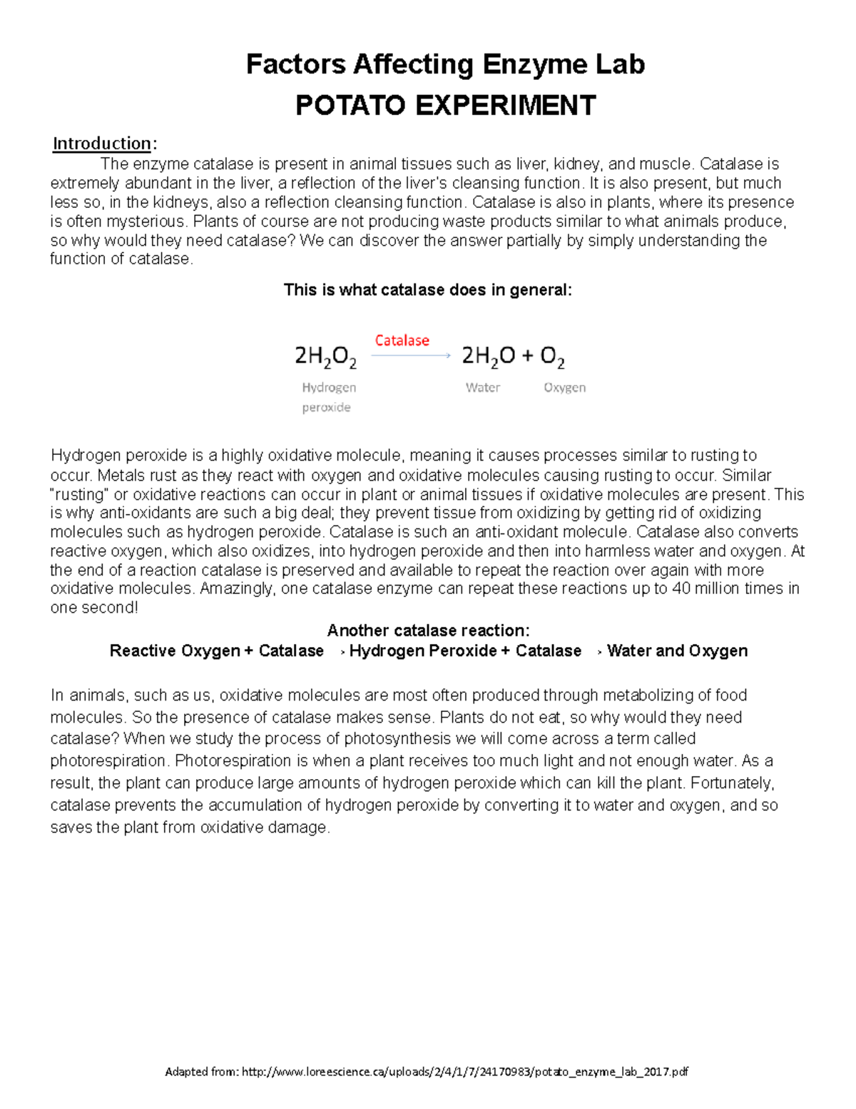 Copy of Potato enzyme lab 2022 - Factors Affecting Enzyme Lab POTATO ...