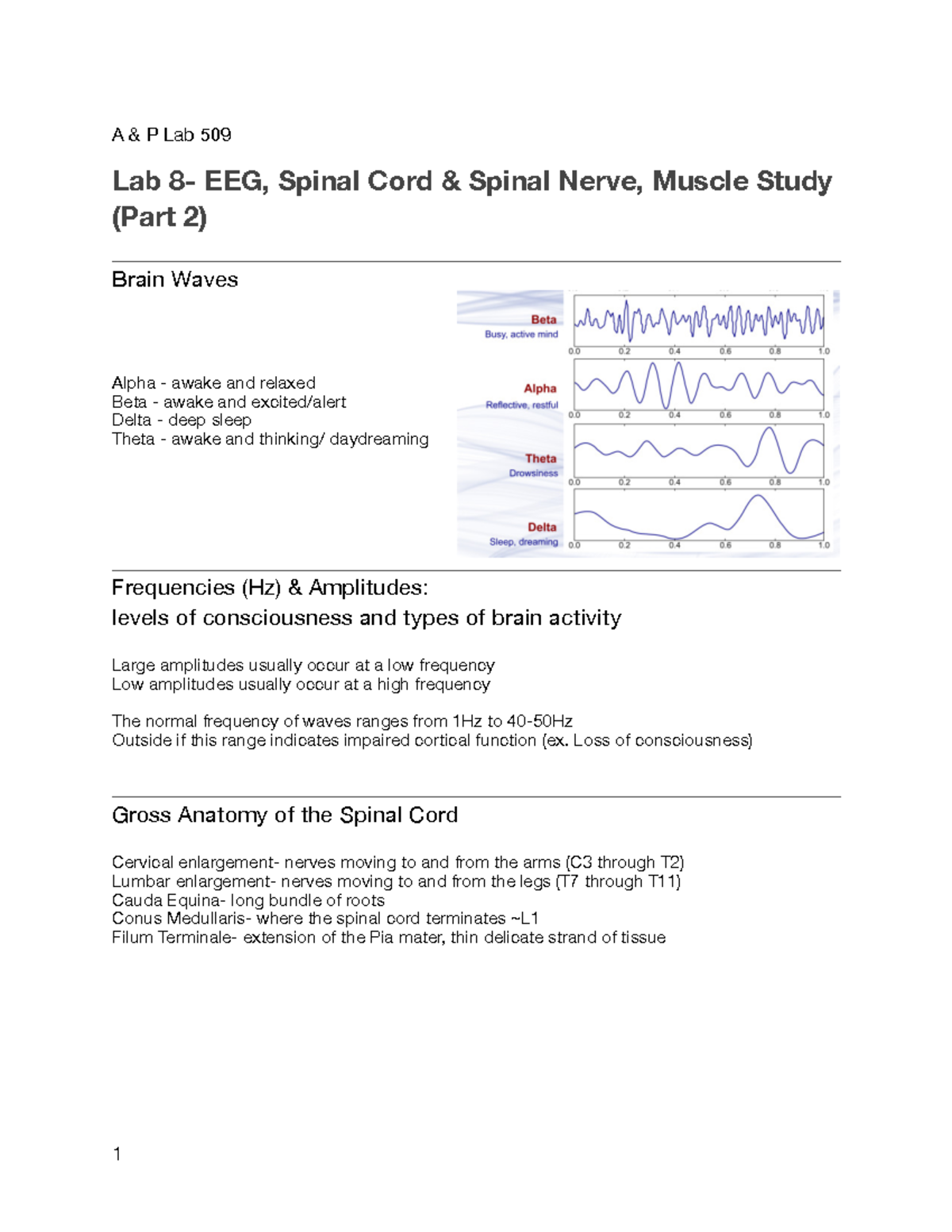 Lab 8- EEG, Spinal Cord & Spinal Nerves, Muscle Study (Part 2) - A & P ...
