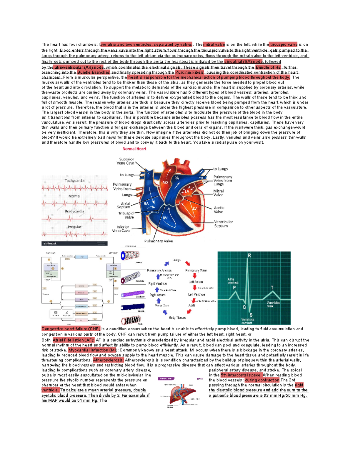 Anatomy Cheat Sheet: Cardiovascular, Excretory & Lymphatic Systems ...