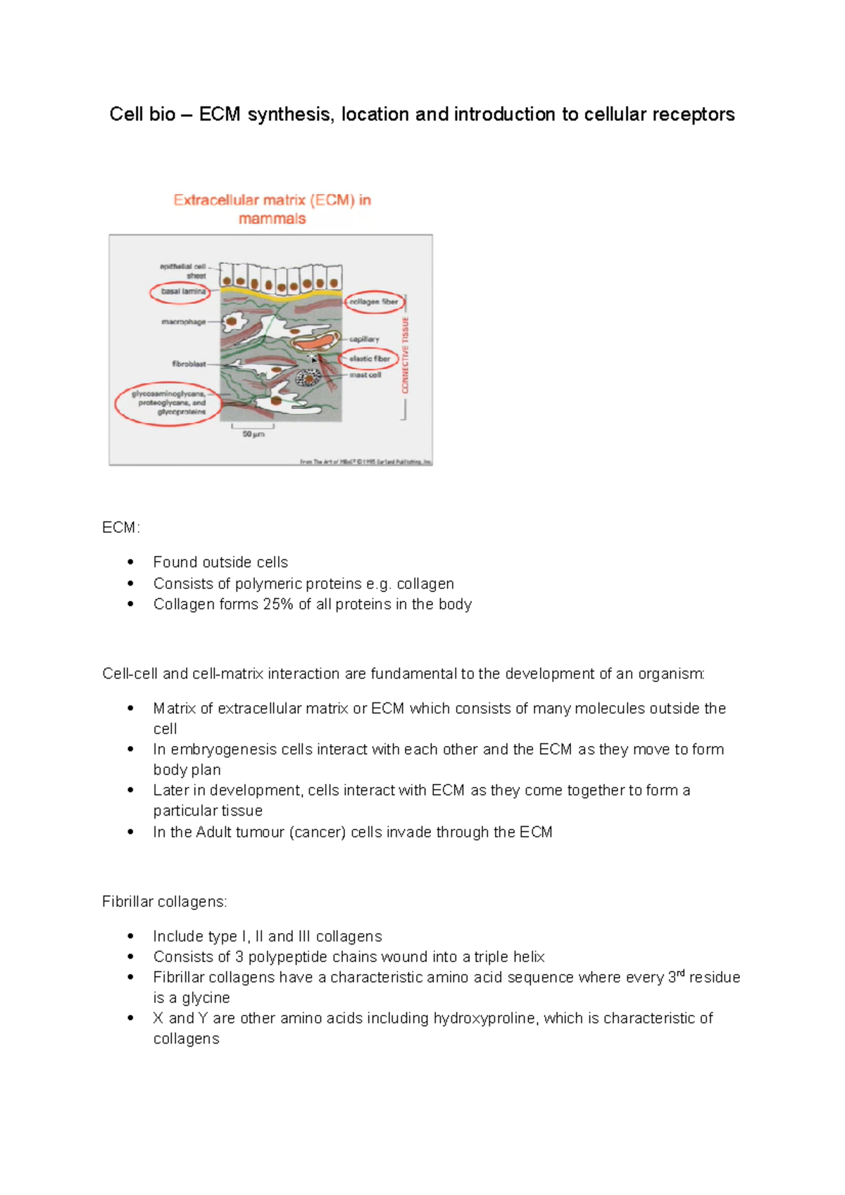 Cell bio – ECM synthesis, location and introduction to cellular ...