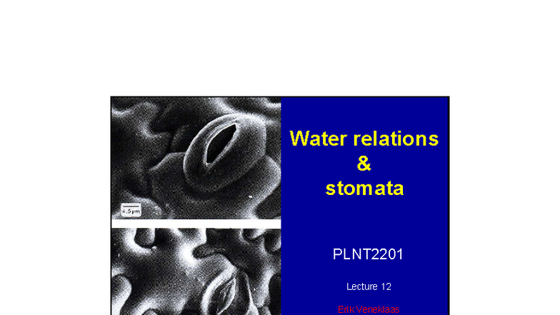 L12 Stomata and Water Relations - PLNT2201 Lecture Notes - Studocu