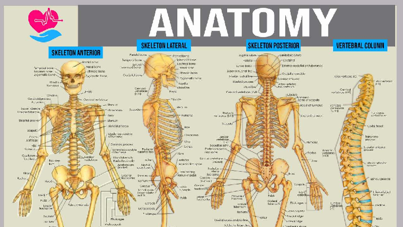 Anatomy Booklet: Comprehensive Overview of Bones and Structures - Studocu