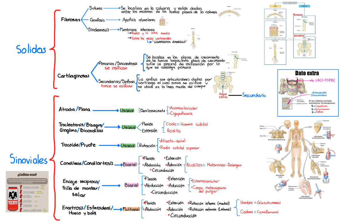 Esquemas MGC: Diagrama de Músculos y Nervios Cervicales - Studocu