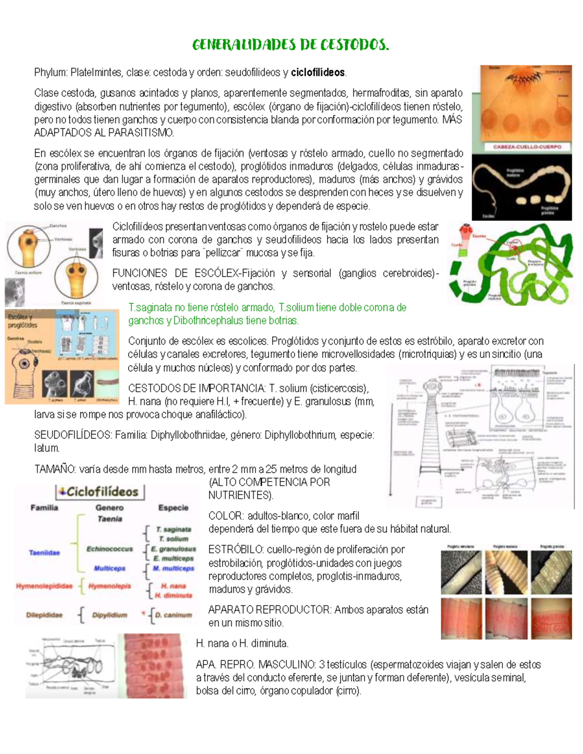 Cestodos - GENERALIDADES DE CESTODOS. Phylum: Platelmintes, clase ...