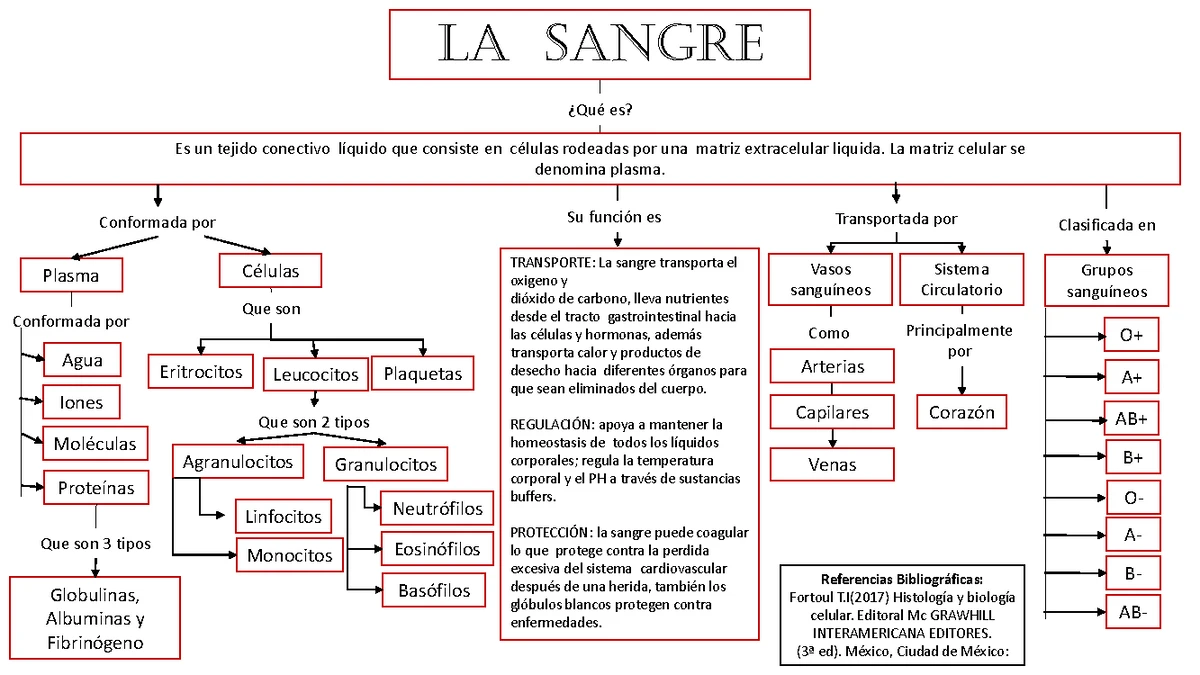 Discos de Merkel y Corpúsculos de Ruffini: Apuntes Histológicos - Studocu
