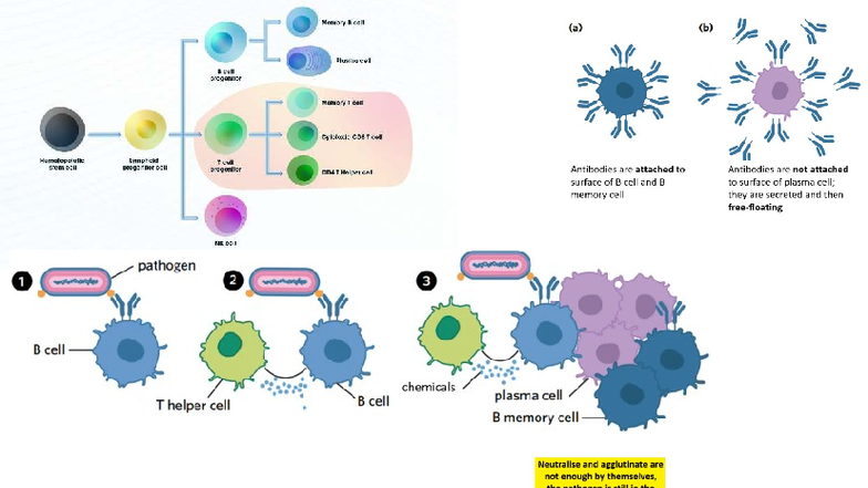 Bio4 - Images and visual help for biology studies (immunology heavy ...