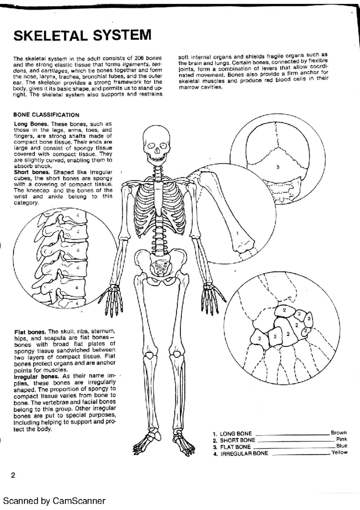 SKELETAL SYSTEM: Comprehensive Overview and Coloring Packet - Studocu