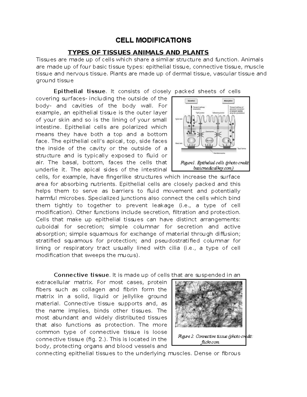 CELL Modifications - hellour - CELL MODIFICATIONS TYPES OF TISSUES ...
