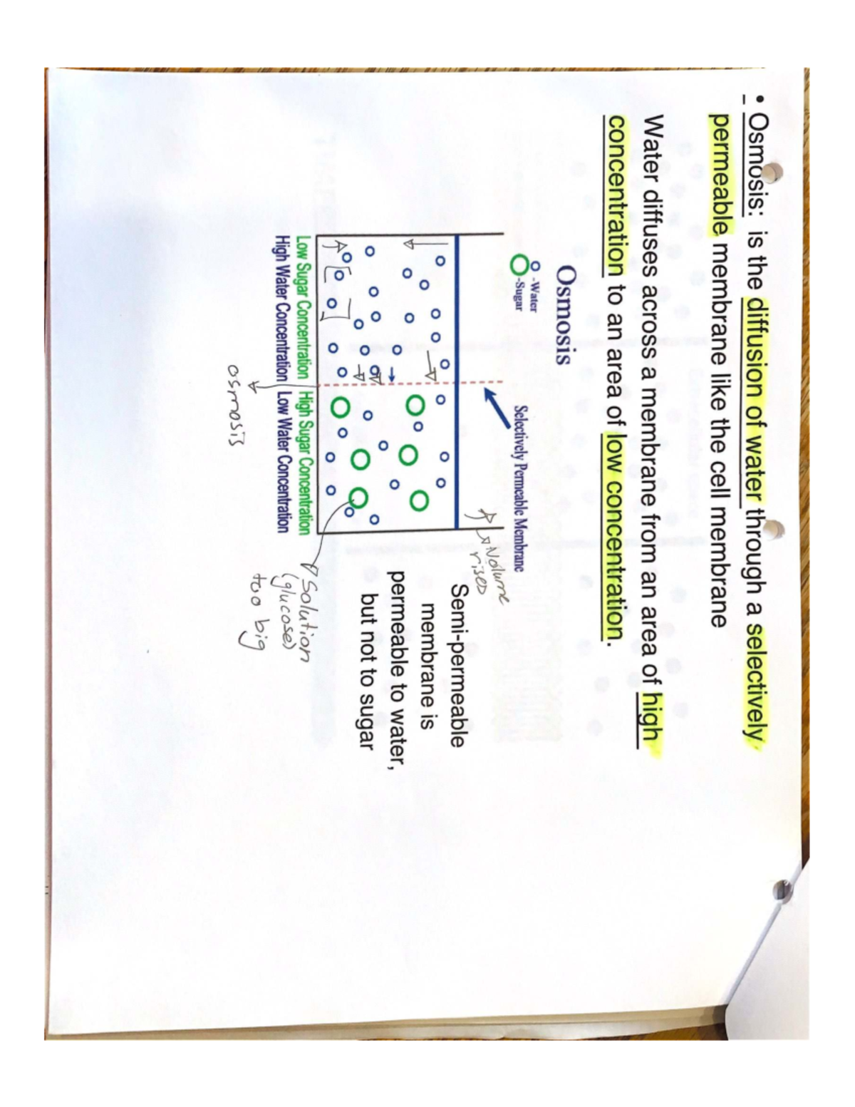 Bio 6 - Osmosis and Selectively Permeable Membranes Notes - Studocu