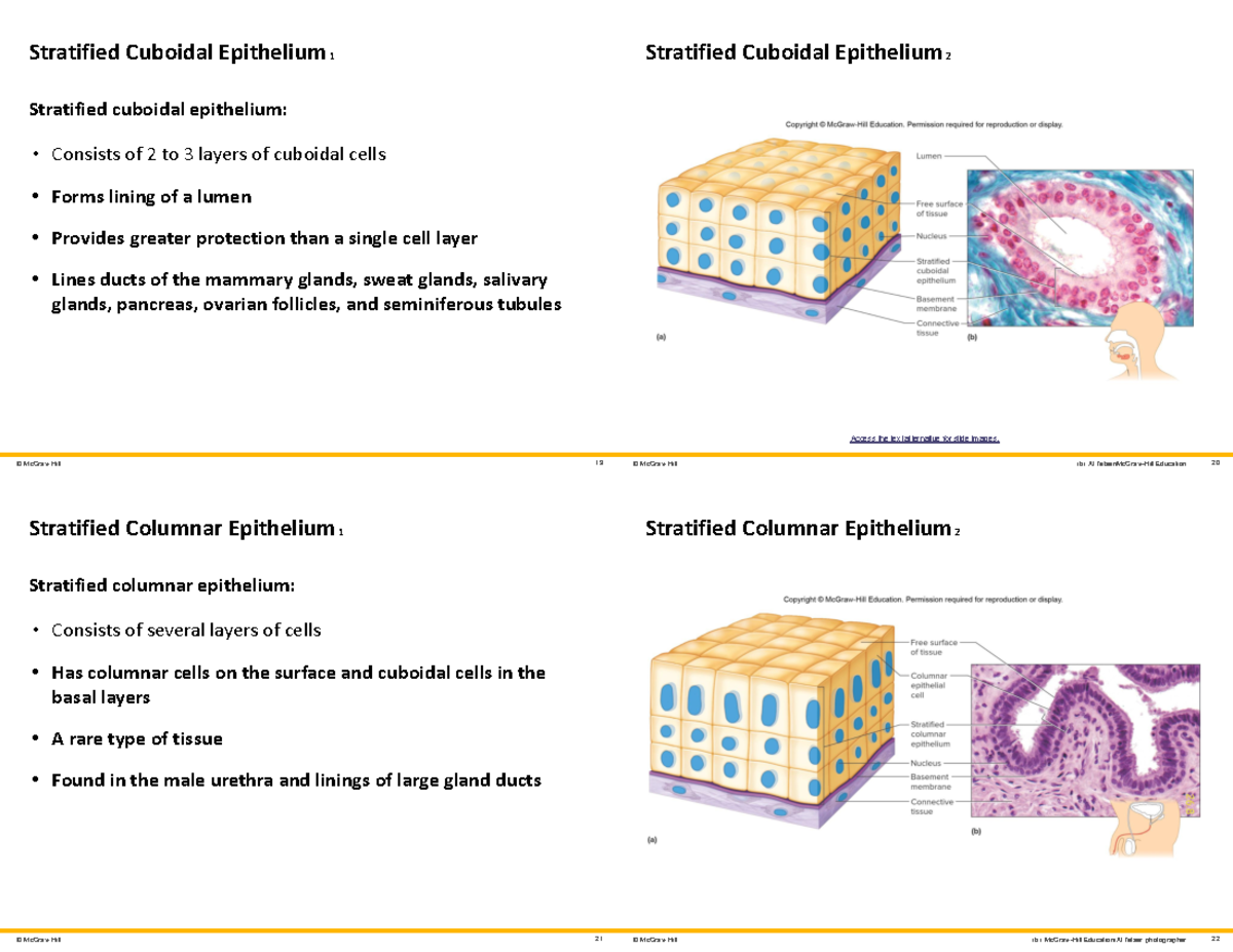 Histology: Types and Functions of Epithelial Tissues (BIO 101 ...