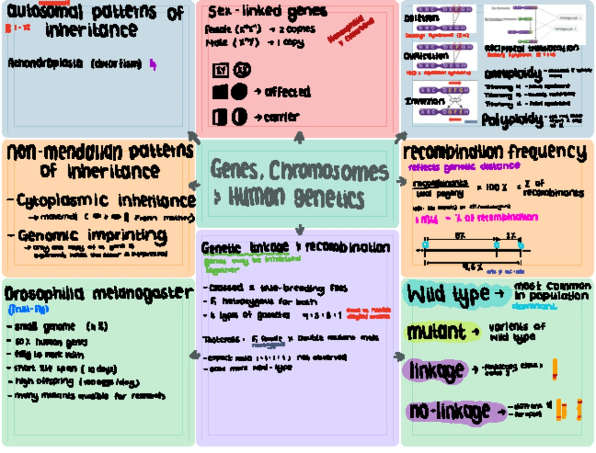 Light Microscopes Revision Notes - A-Level Biology AQA - Studocu
