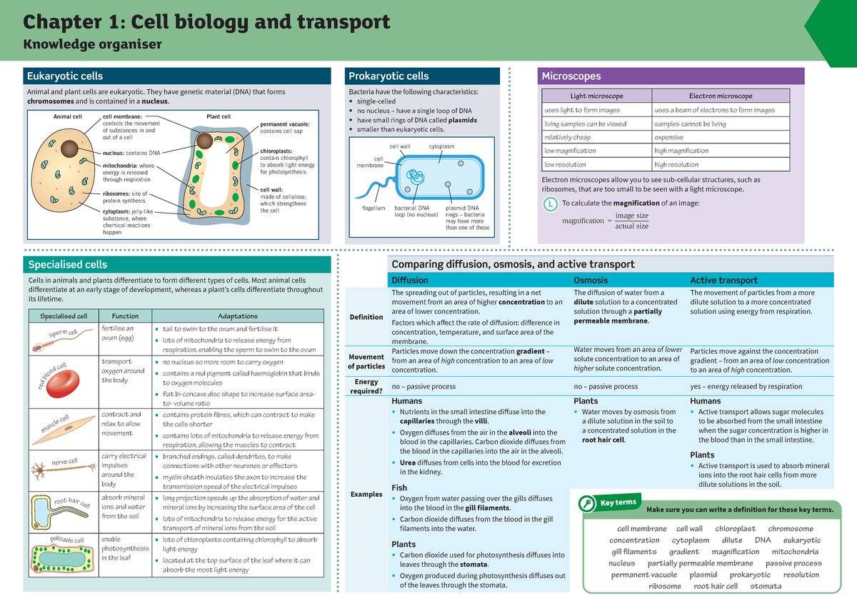 Chapter 1: Overview of Cell Biology and Transport Mechanics - Studocu