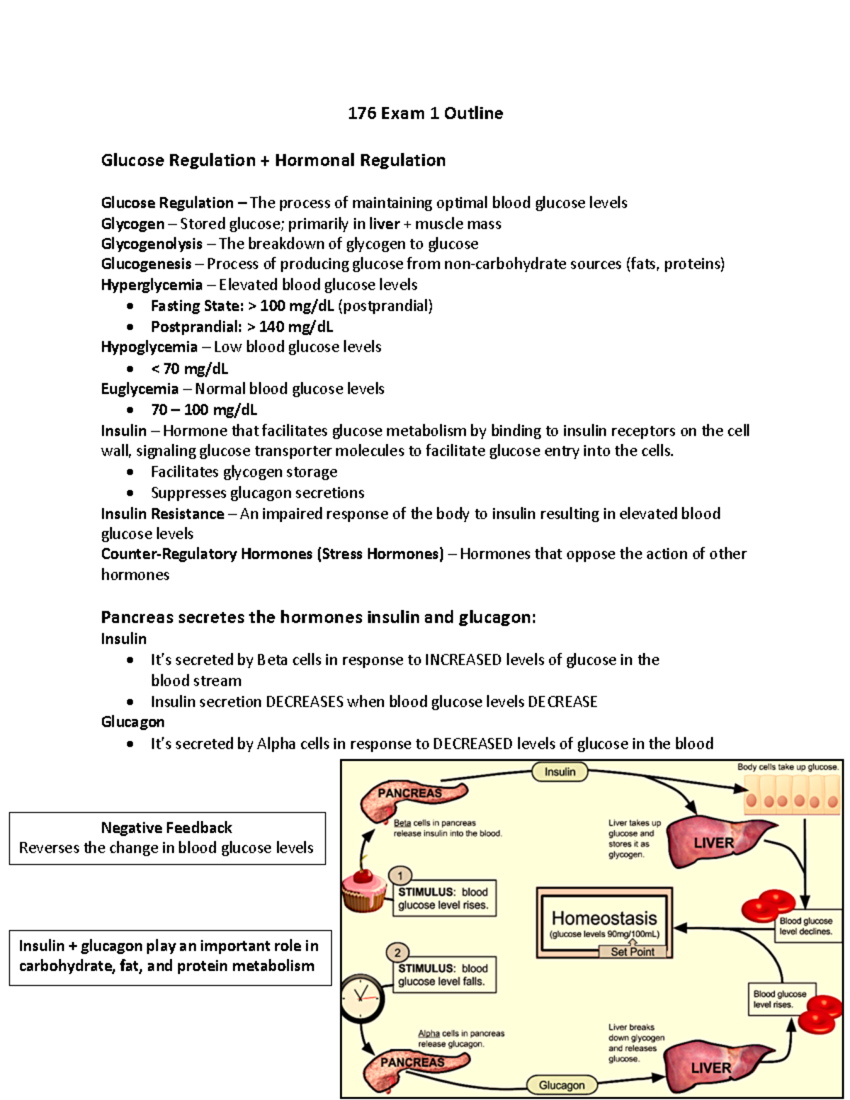 176 Exam 1: Glucose and Hormonal Regulation Overview - Studocu
