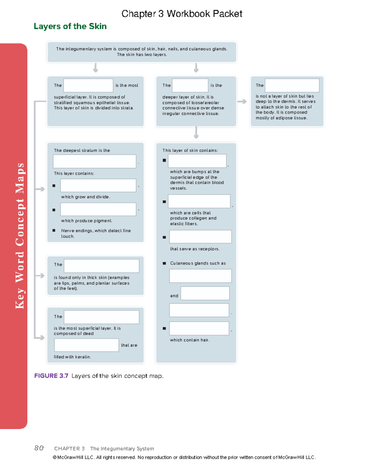 Chapter 3 Review Questions: Integumentary System Insights - Studocu