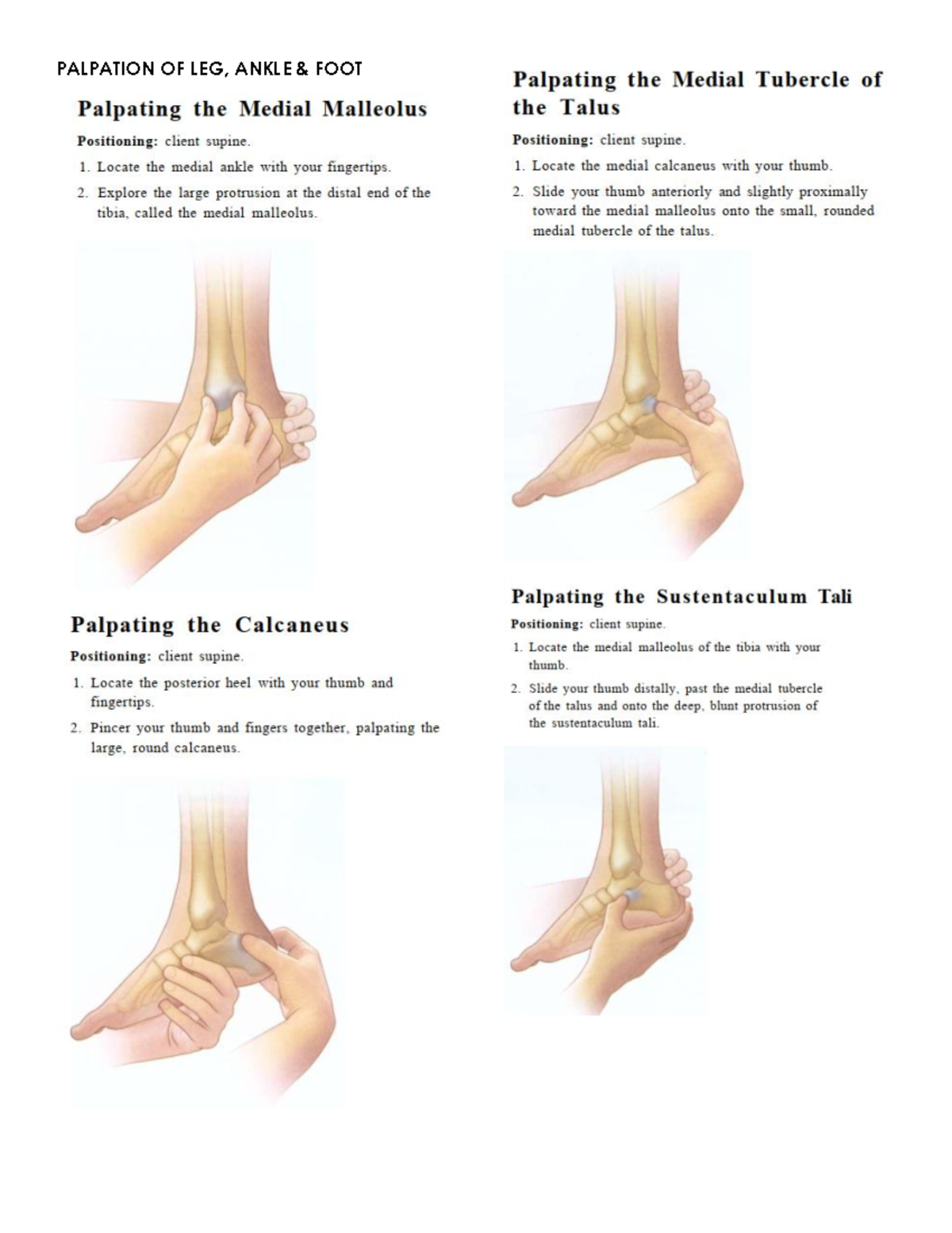 Palpation Techniques for Leg, Ankle & Foot Anatomy Notes - Studocu