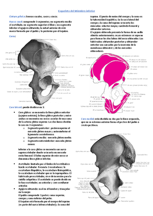 Intestino Grueso - Resumen Anatomía Humana - INTESTINO GRUESO ...