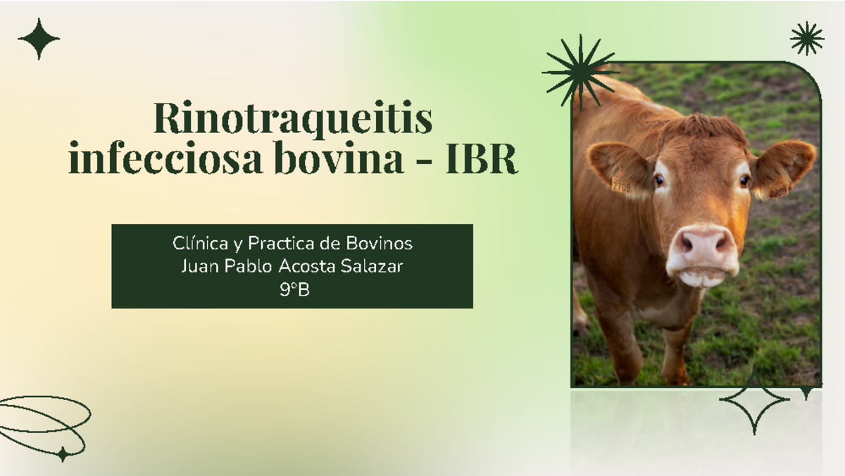 IBR 9ºB - IBR - Rinotraqueitis infecciosa bovina - IBR Clínica y ...