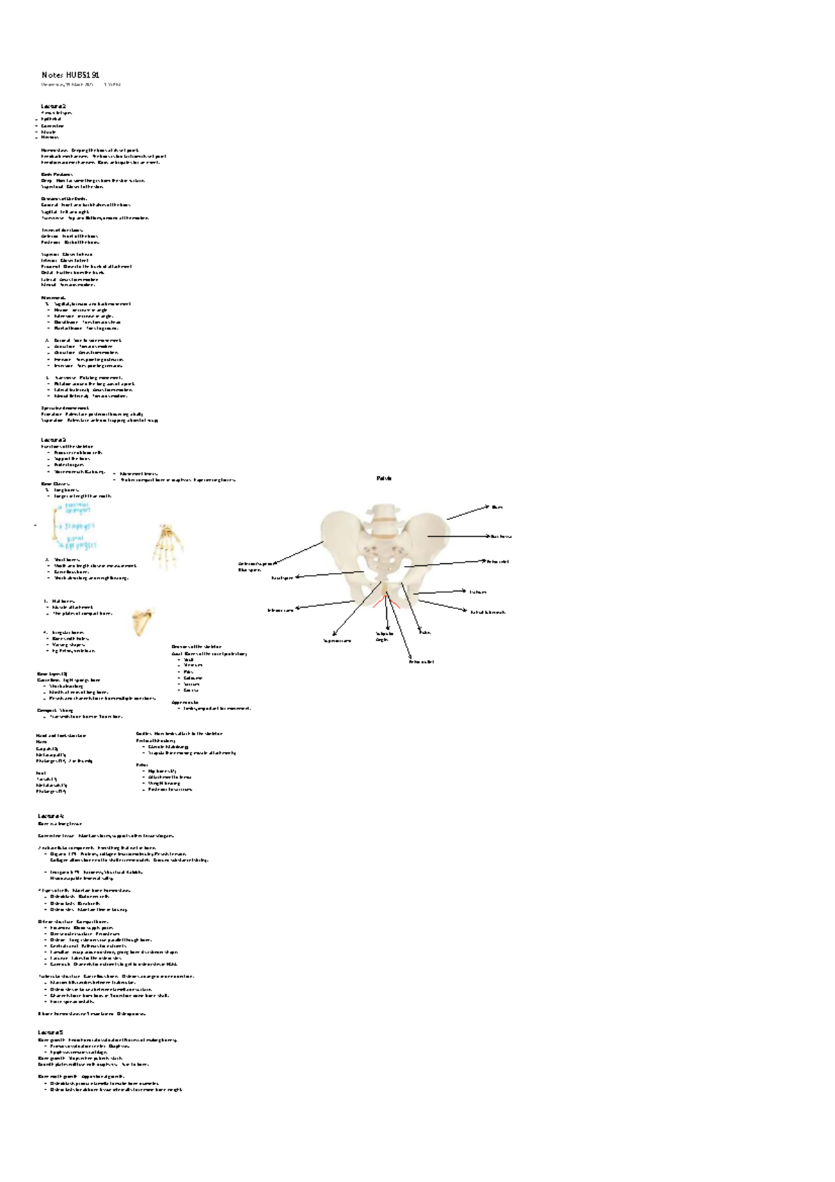 HUBS191 Lecture Notes: Muscle Types, Skeleton, and Human Movement - Studocu
