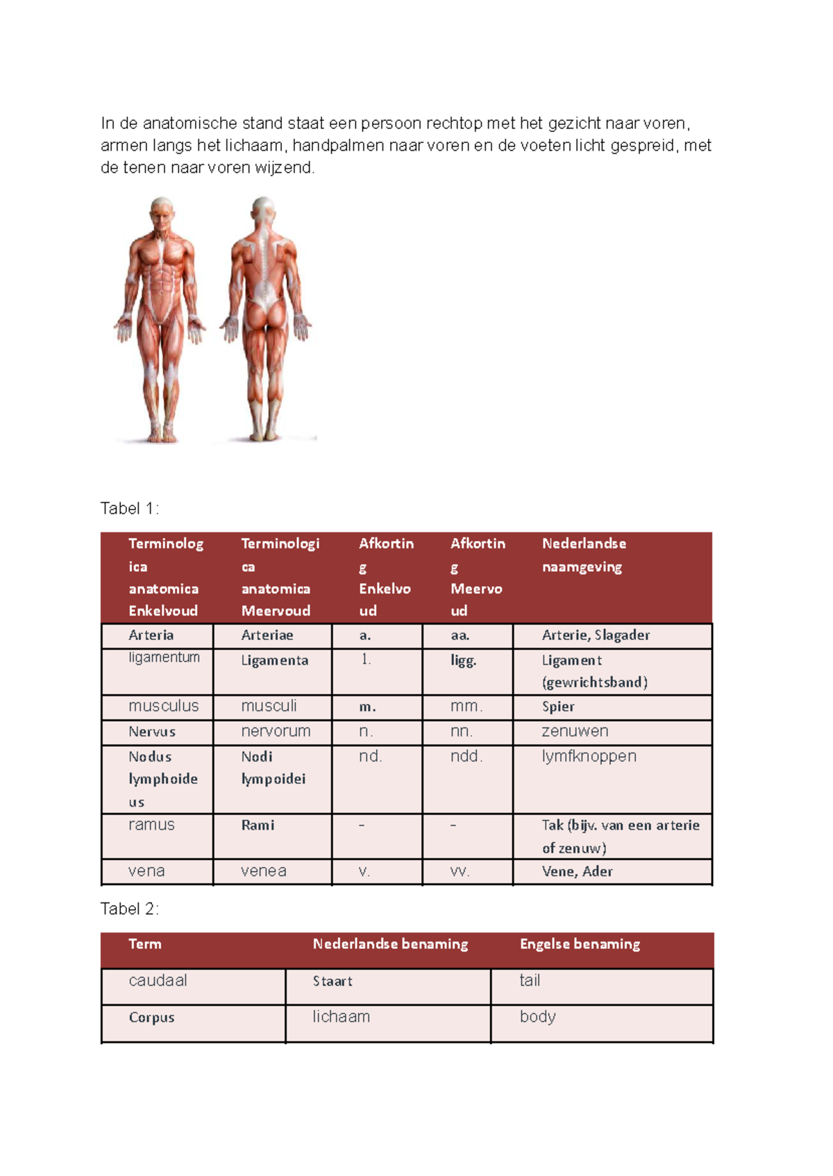 Anatomie 1 - Terminologie en Anatomische Stand - Studeersnel
