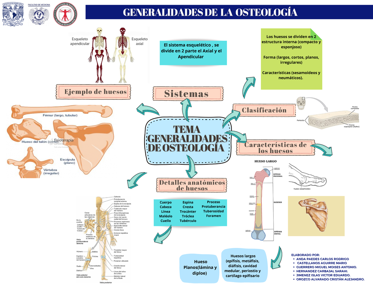 Mapa Mental de Osteología: Conceptos Clave y Clasificación - Studocu