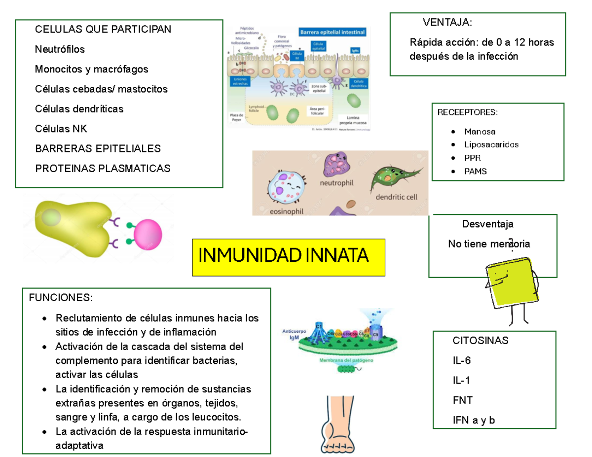MAPA Mental AAJL - MAPA - INMUNIDAD INNATA FUNCIONES: Reclutamiento de ...