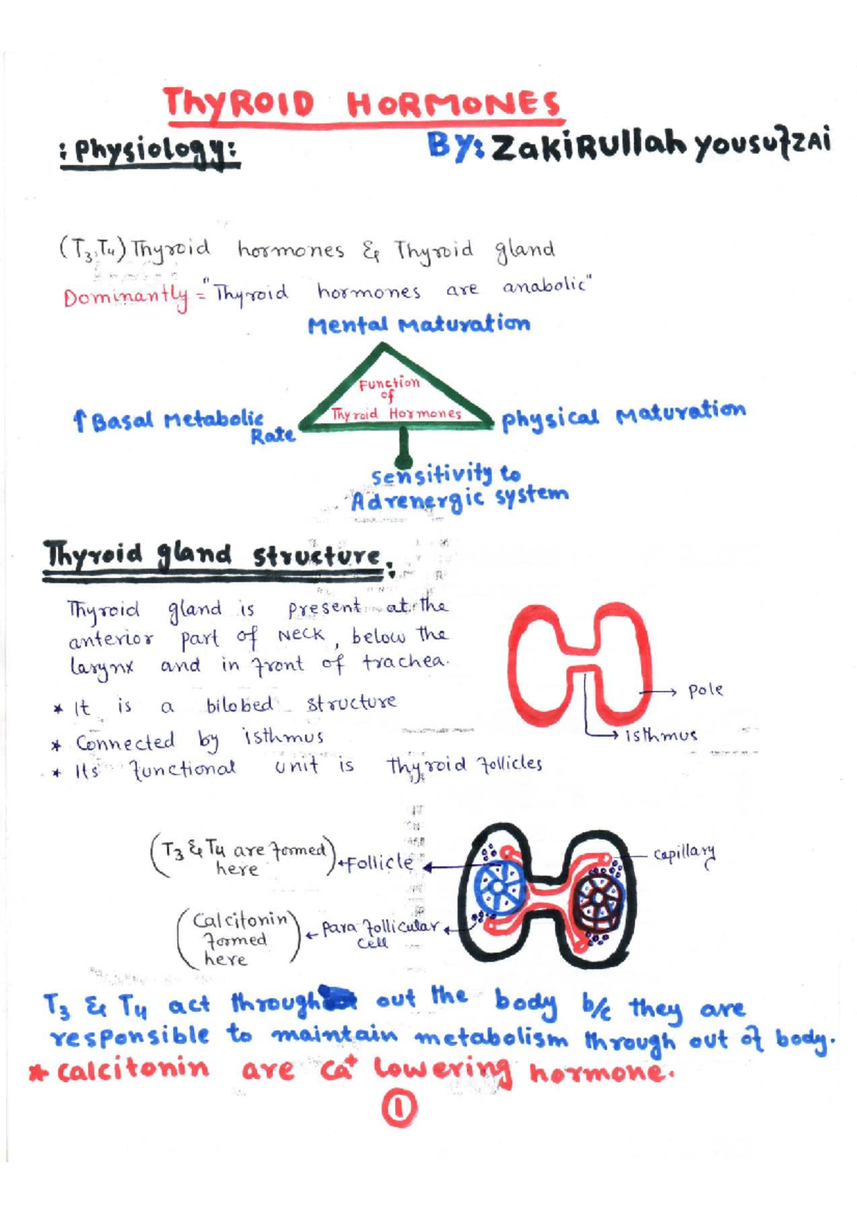Thyroid Hormones Physiology: Dr. Najeeb Notes (T3, T₄) - Studocu