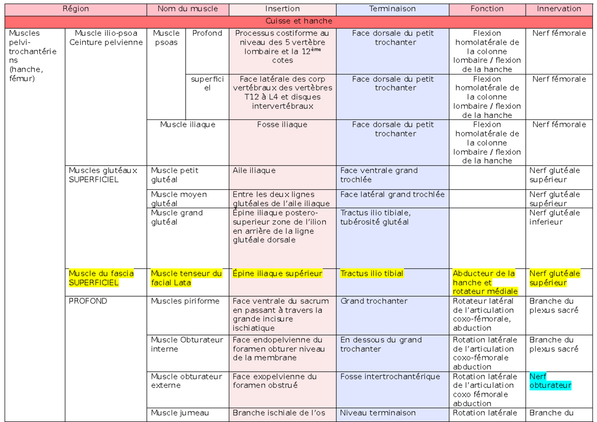 Tableau des Muscles du Membre Inférieur - Anatomie et Fonctions - Studocu