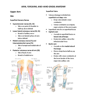 MCQ ON Upperlimb - Practice questions on upper limb - Multiple Choice ...