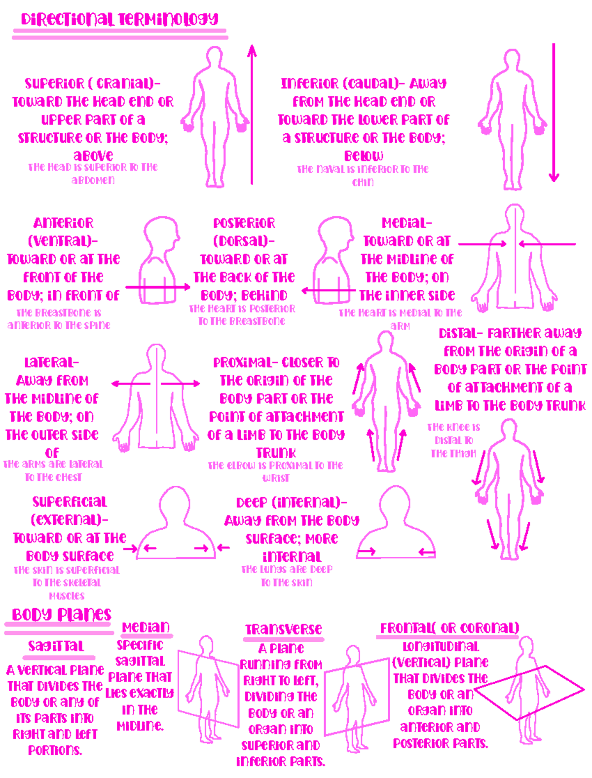 Directional Terminology and Body Cavities Overview (BIO 101) - Studocu