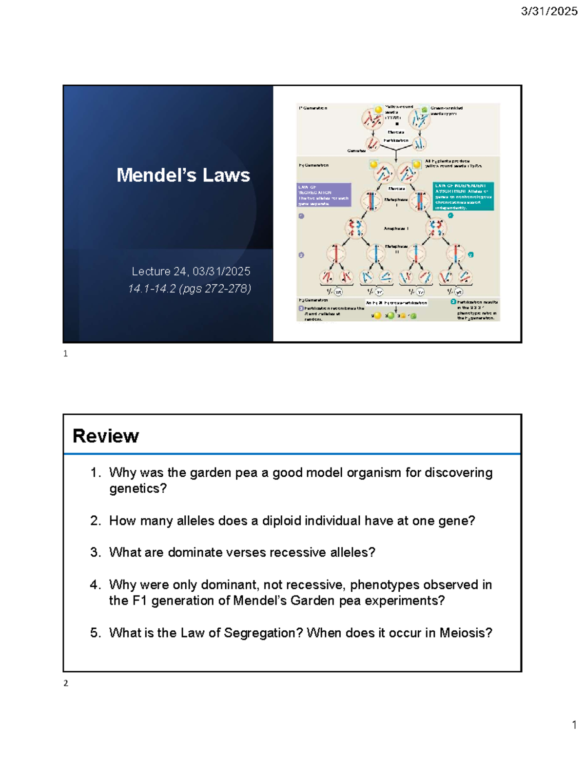 Mendelian Laws of Inheritance: Understanding Segregation and Assortment ...