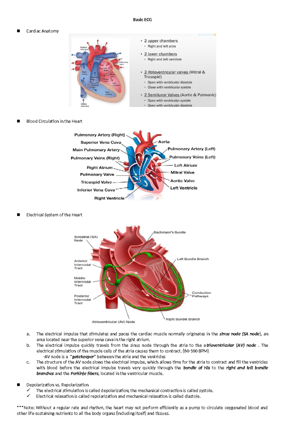 Basic ECG Notes: Cardiac Anatomy & Electrical System Overview - Studocu