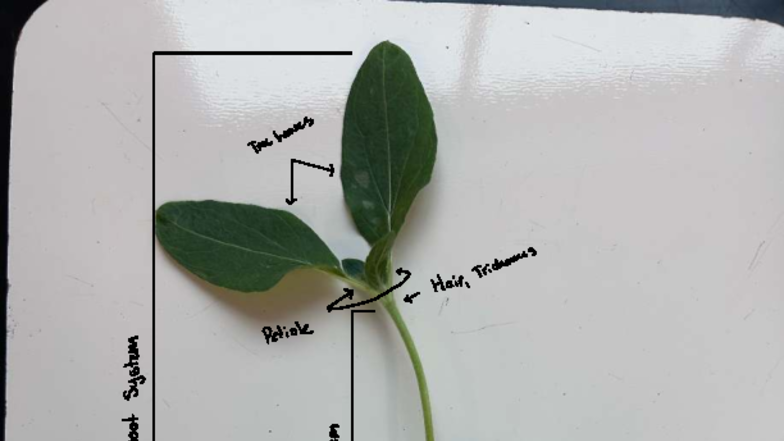 Sunflower Plant - BIOL 1108 - True leaves Y ↓ Trichomes = Hair ...