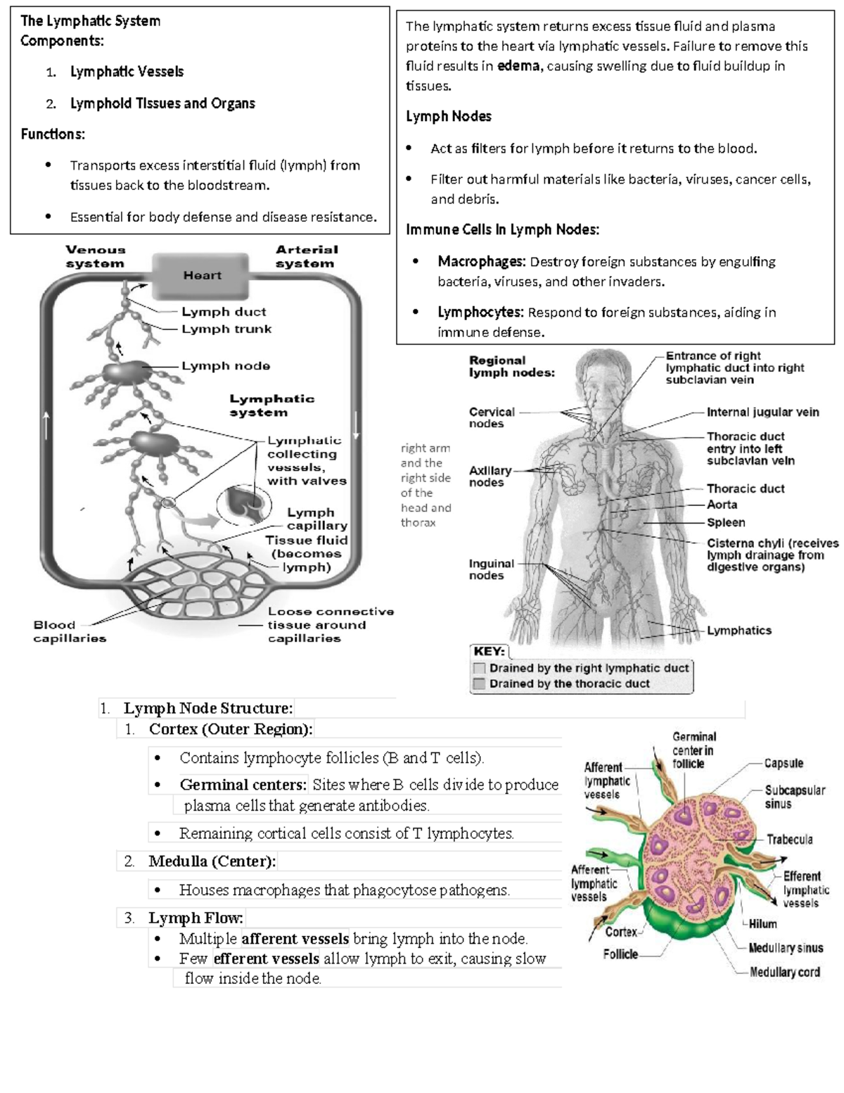 Lymph Node Structure - Summary Biology - 1. Lymph Node Structure: 1 ...