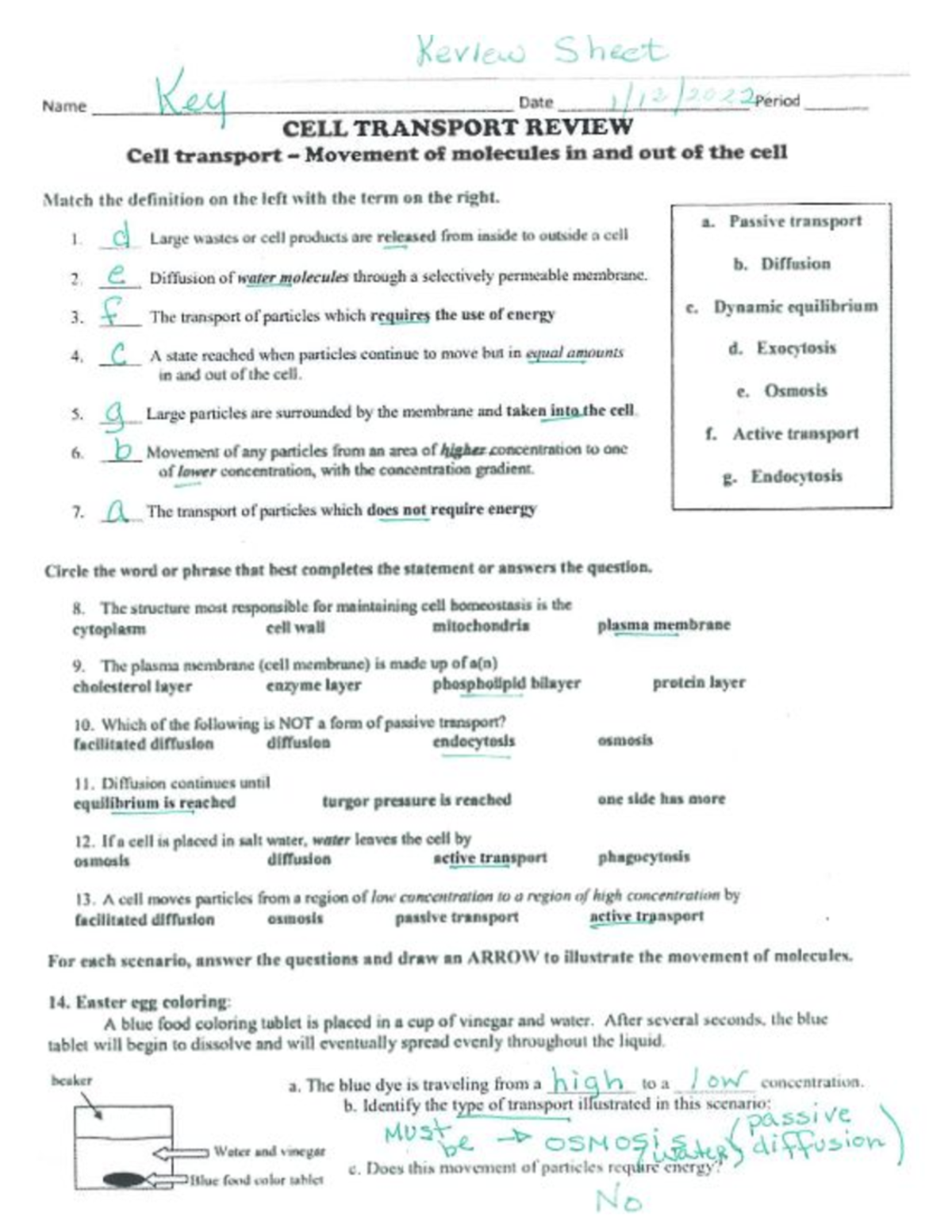 Biology 12 Cell Membrane Transport Review Worksheet Answer Key