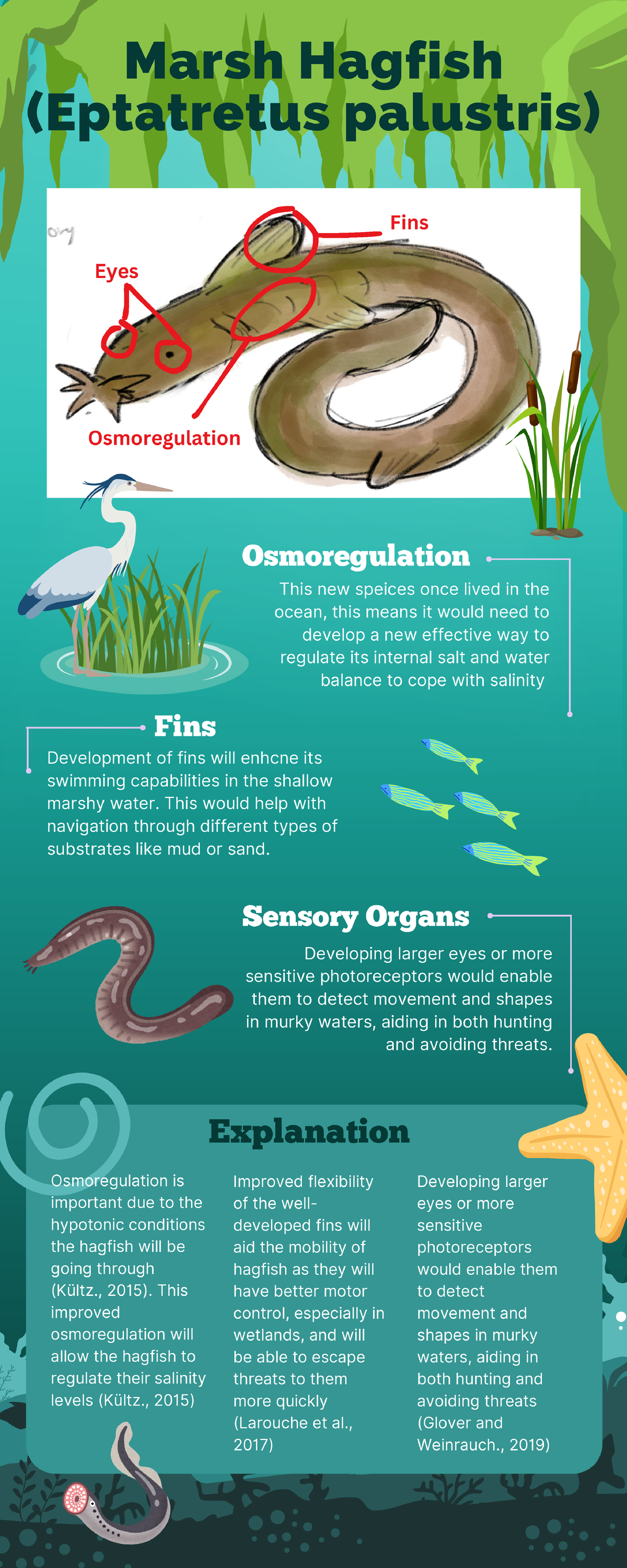 Exploring the Fascinating World of Sea Animals - Marsh Hagfish ...