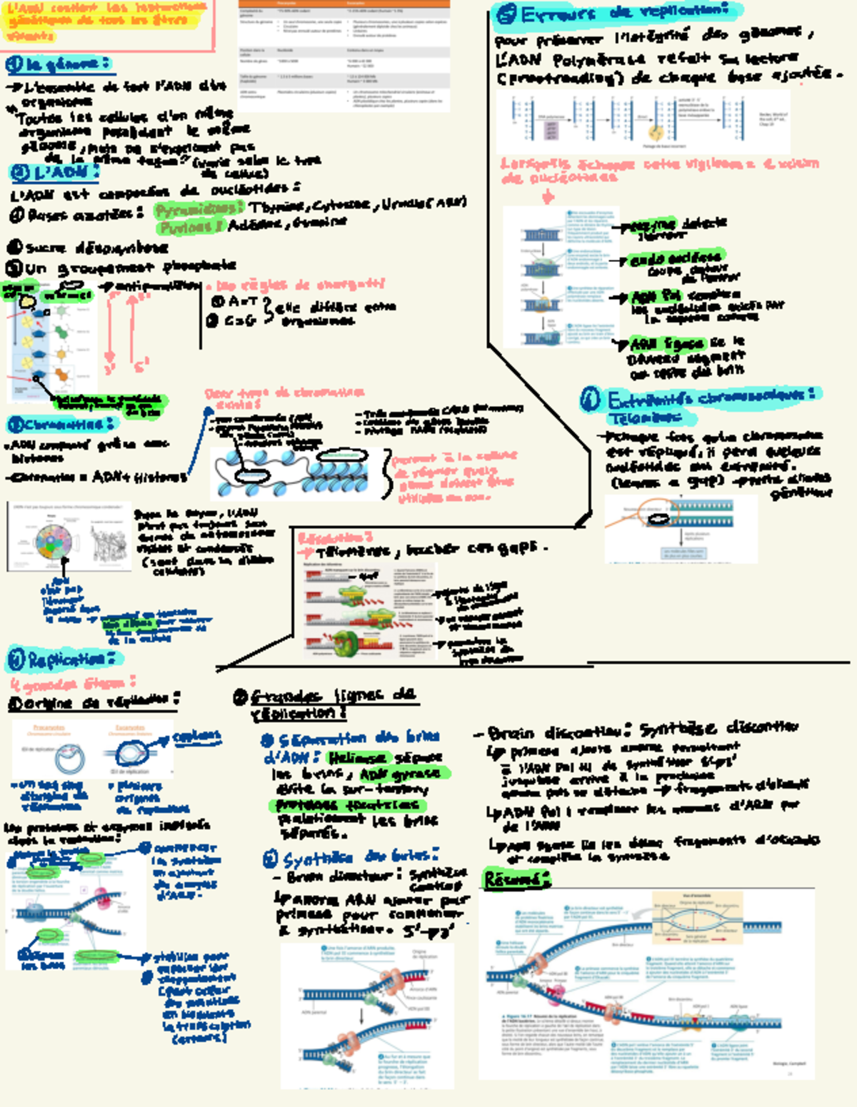 Notes Lecture Unité 3 - UNIT 3 part 1 - L'ADN contient les instructions ...