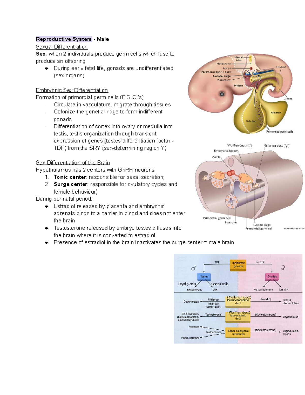 Animal Physio Exam - Male & Female Reproductive System Notes - Studocu