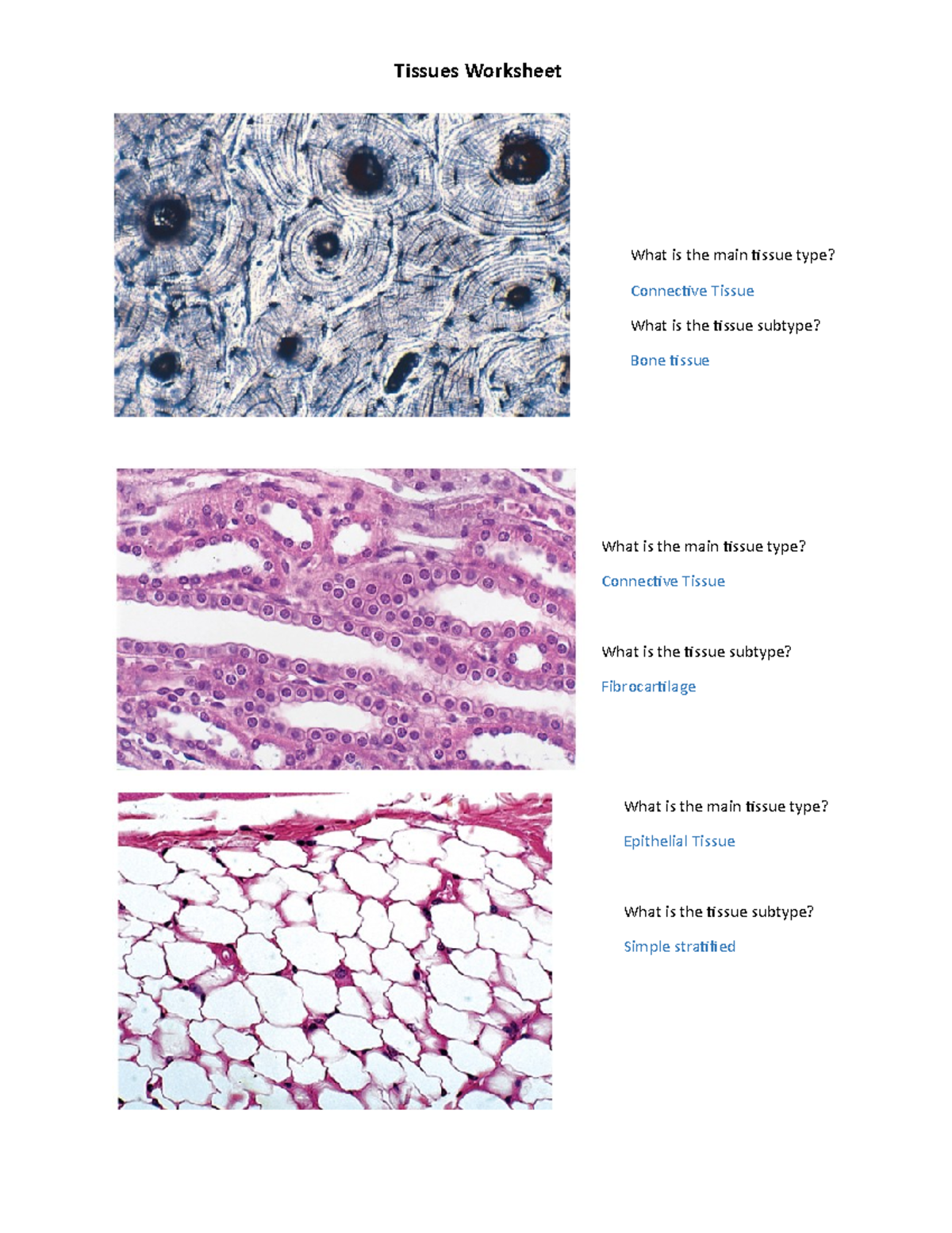 Tissue Types Worksheet