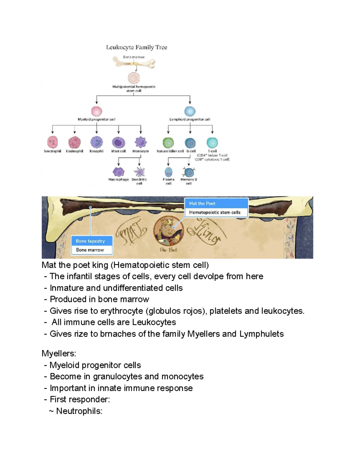 Leukocyte Family Tree: Hematopoietic Stem Cell Overview (Bio 101) - Studocu