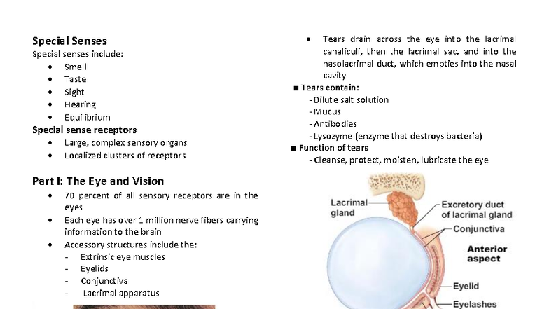 Special Senses Overview: Eye, Ear, Taste, and Smell Anatomy - Studocu