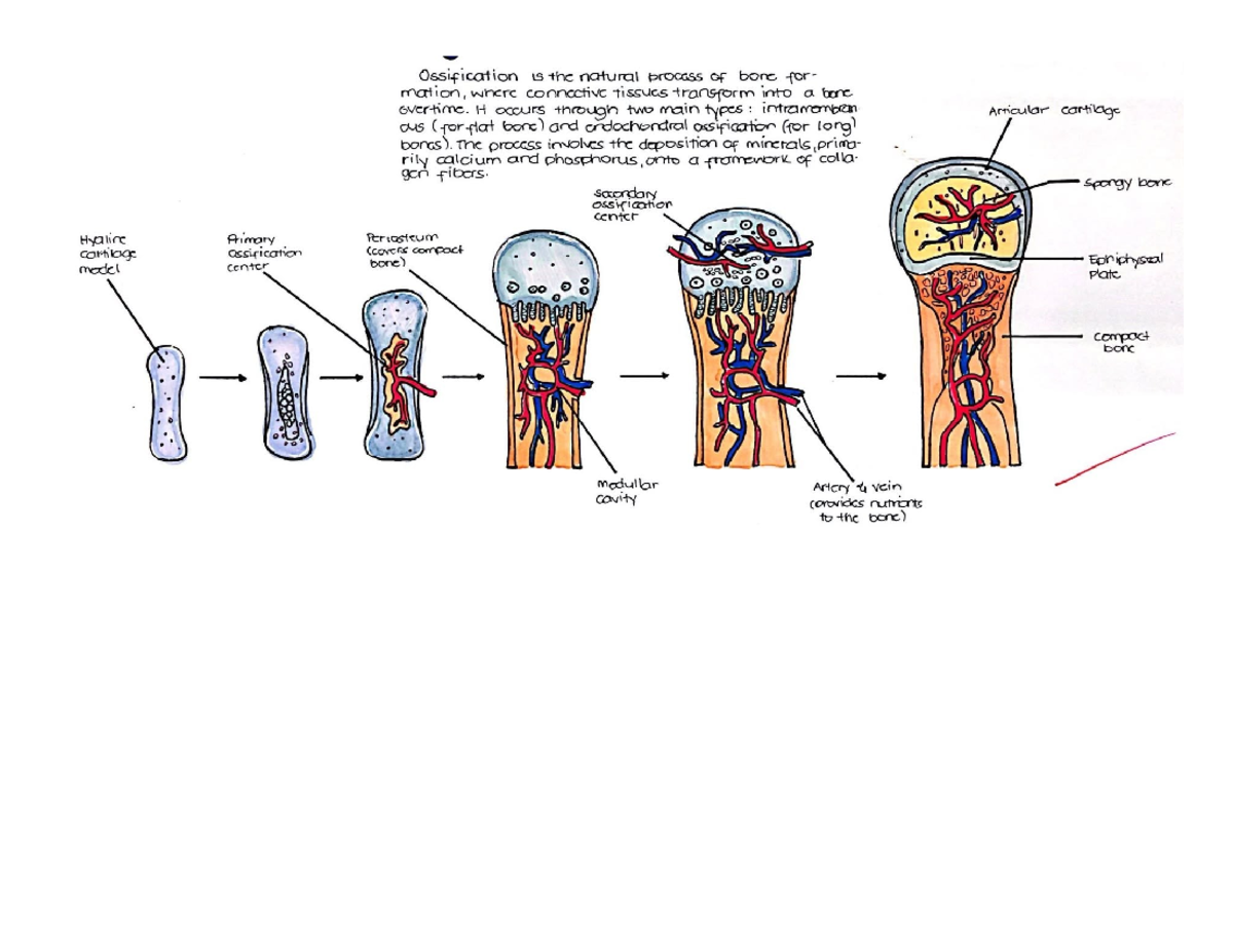 Drawing 1 - Ossification IS the natural process of bone mation, where ...