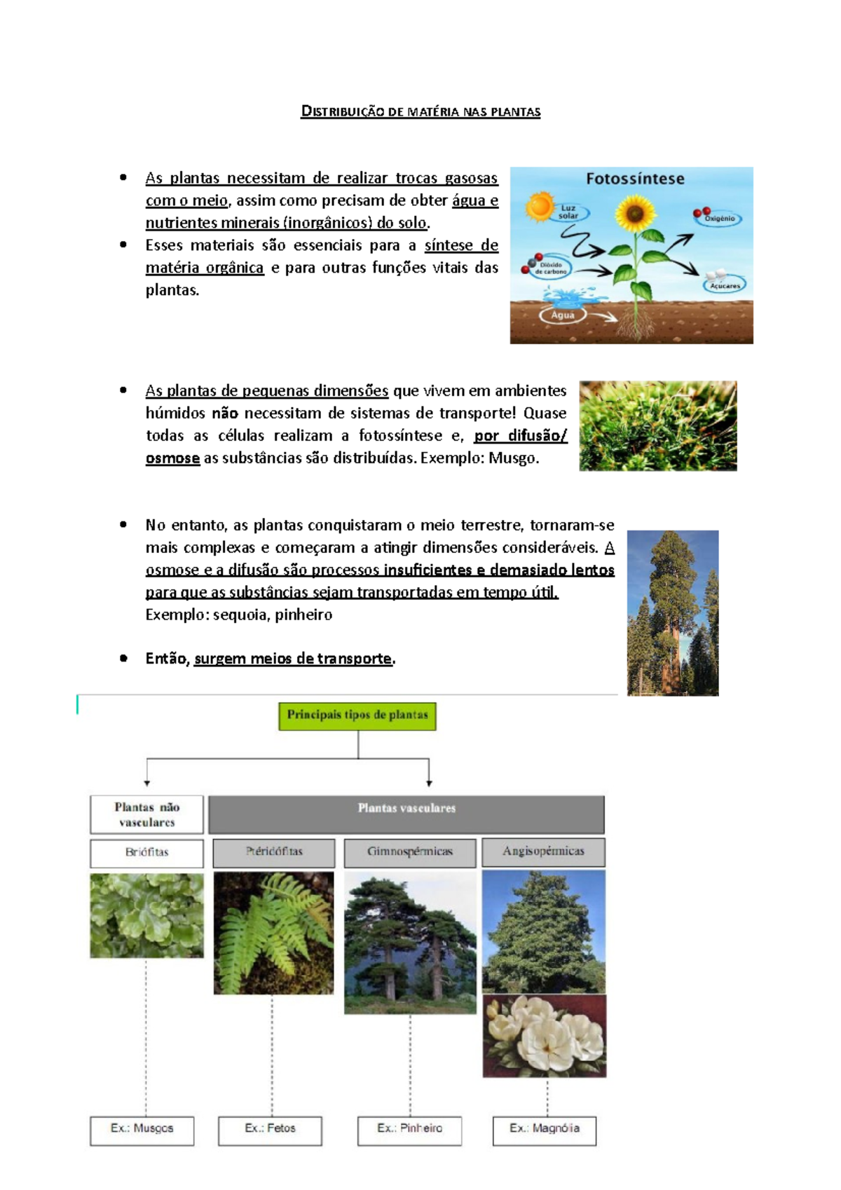 Resumo do 1º Teste - SWSWS sobre Transporte em Plantas e Animais - Studocu
