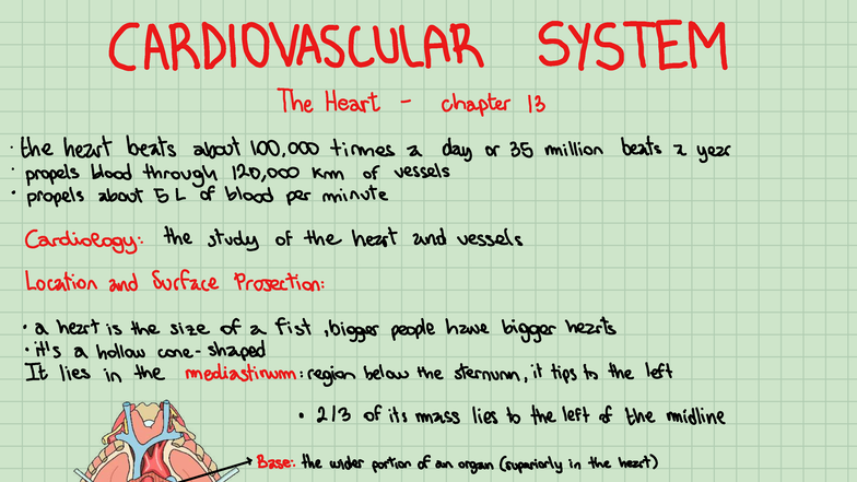 Ch 13: The Heart - Cardiovascular System Overview - Studocu