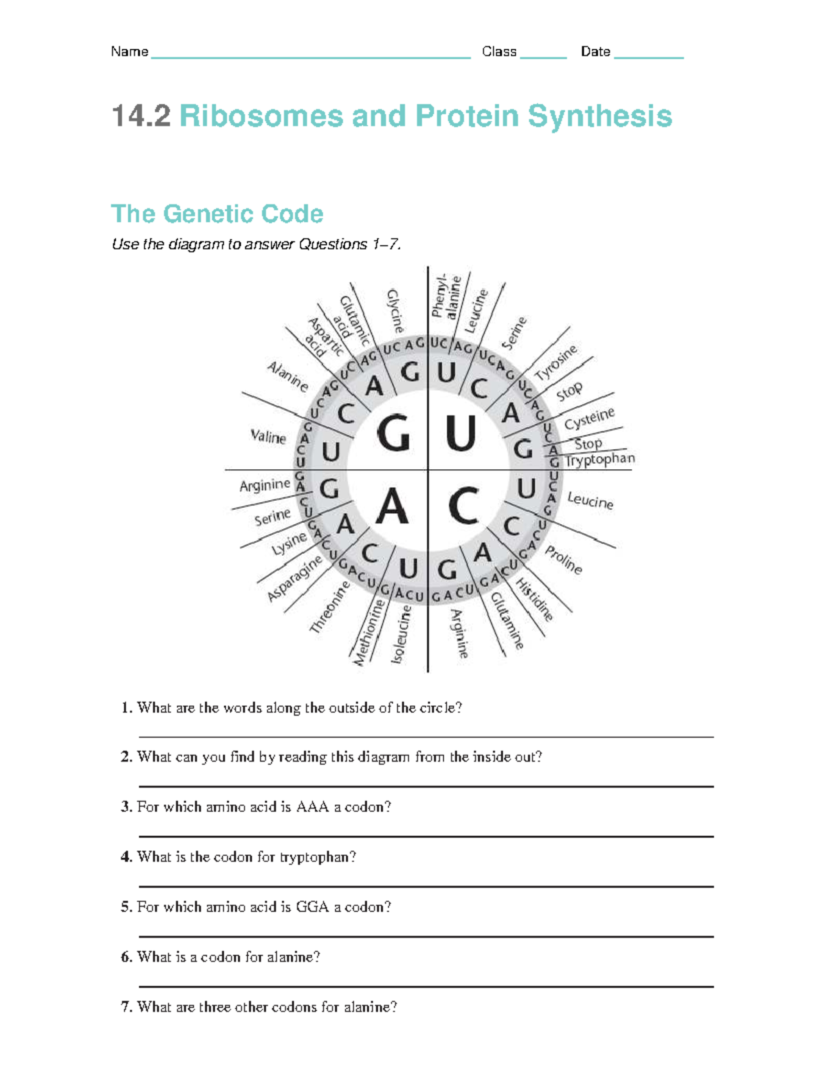 14.2 WS - Ribosomes, Protein Synthesis & Genetic Code Answers - Studocu