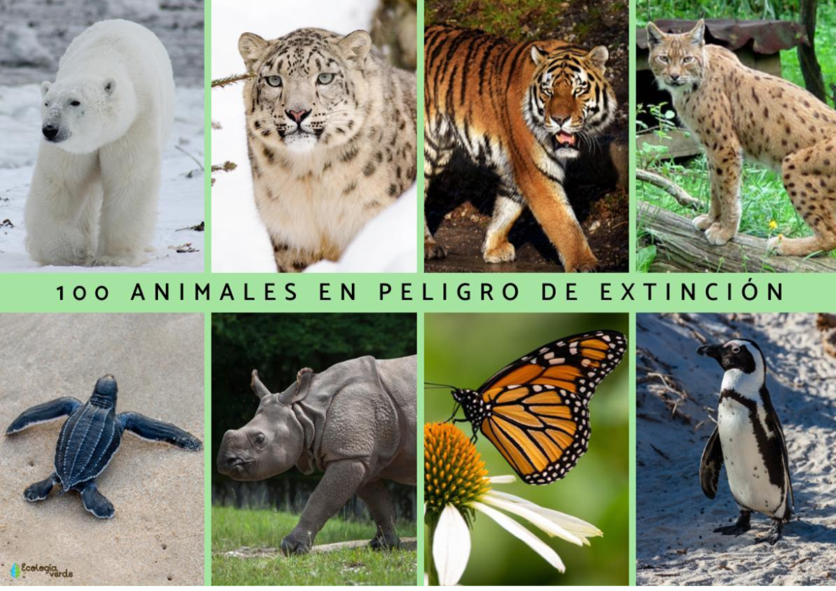 100 Animales en Peligro de Extinción - Ficha de Trabajo CYT 01 - Studocu