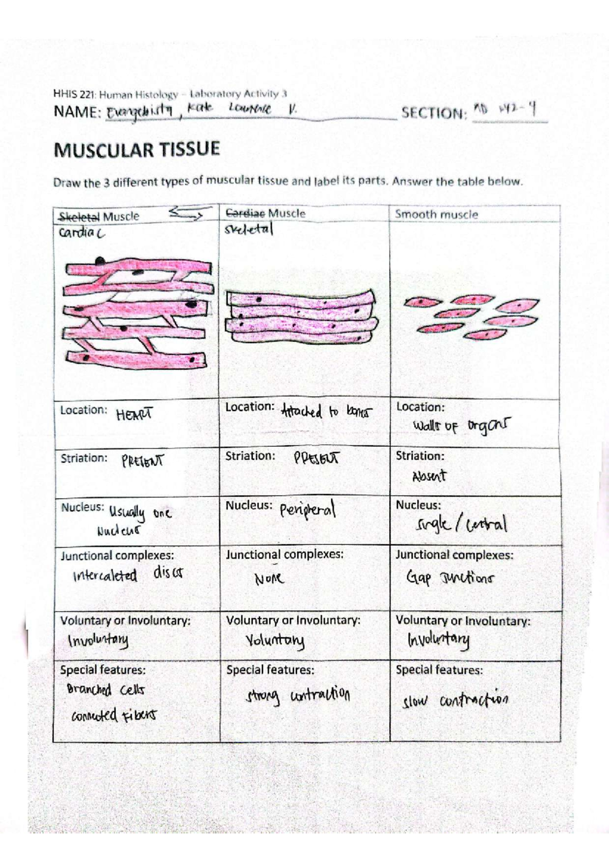 Muscular Tissue - xcggss - HHIS 221: Human Histology Laboratory ...