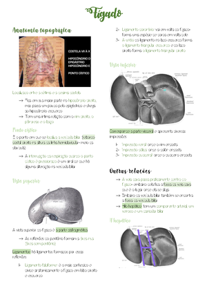Peritonio e cavidade peritoneal - Peritônio Generalidades do peritônio ...