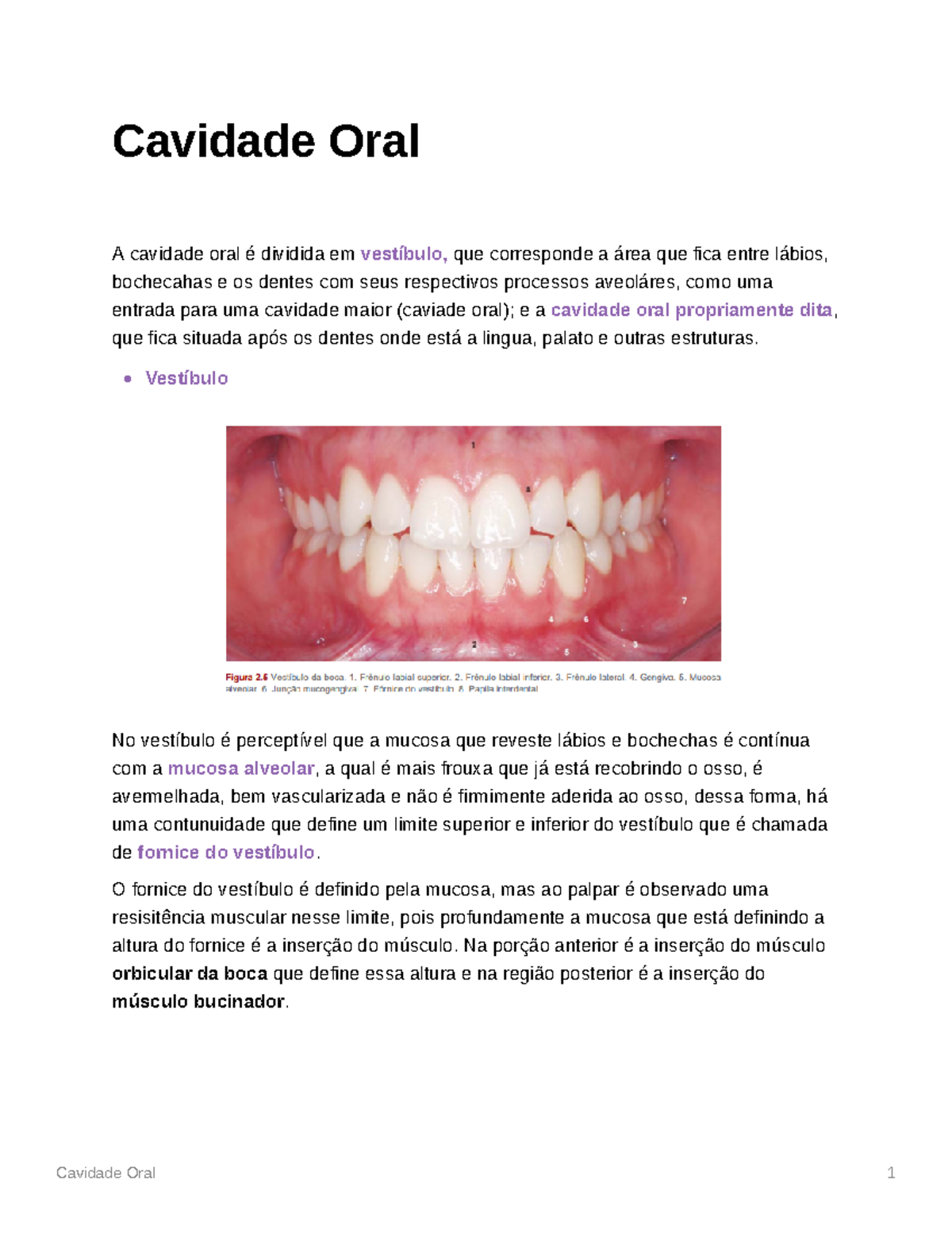 Cavidade Oral: Estruturas e Funções na Saúde Bucal - Studocu