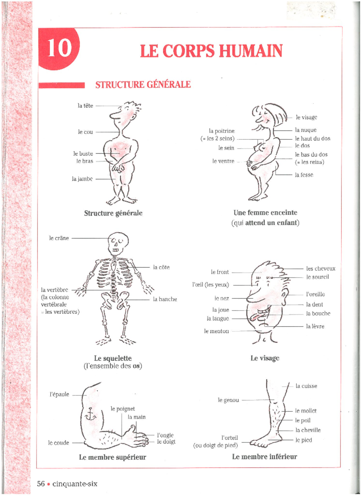1-1.le corps humain - Apuntes frances vocabulario - Lengua Francesa I ...