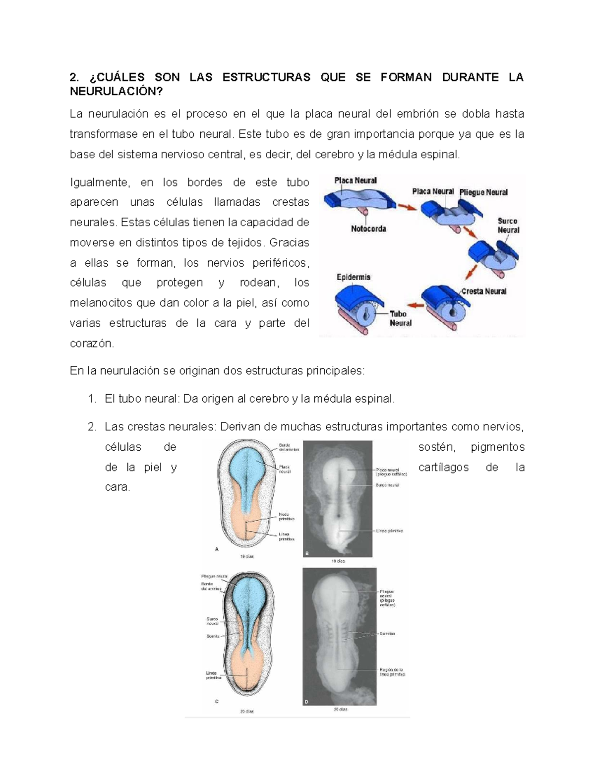 2. Estructuras Formadas Durante la Neurulación en Embriones (Actividad ...